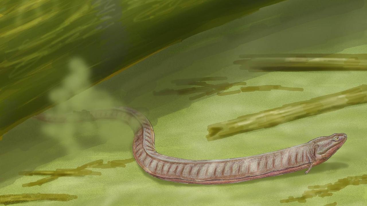 Ископаемое подсказало, как плавники превращались в конечности наземных ...