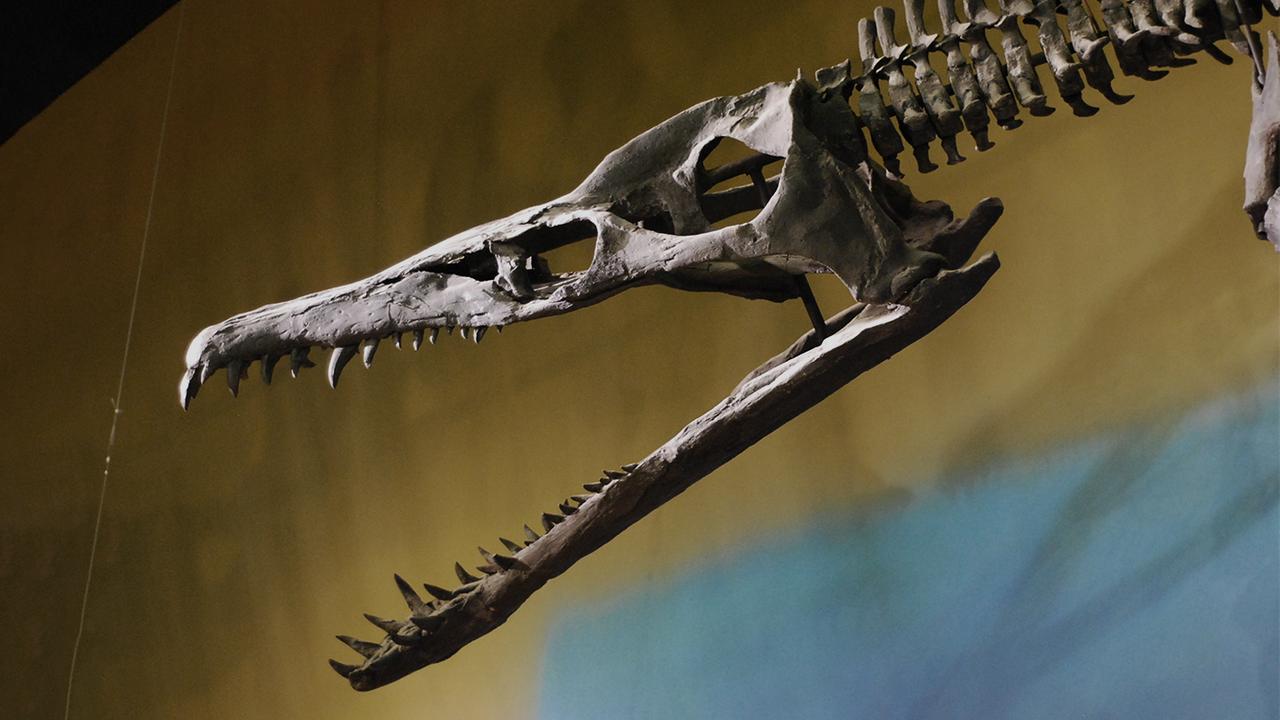 Найден самый большой плиозавр на территории России - Индикатор