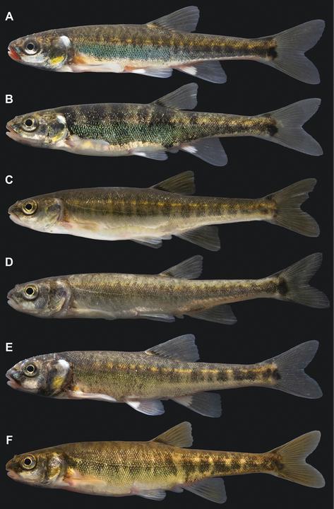 Новая жизнь северного гольяна: ученые заново описали «затерявшийся» вид ...